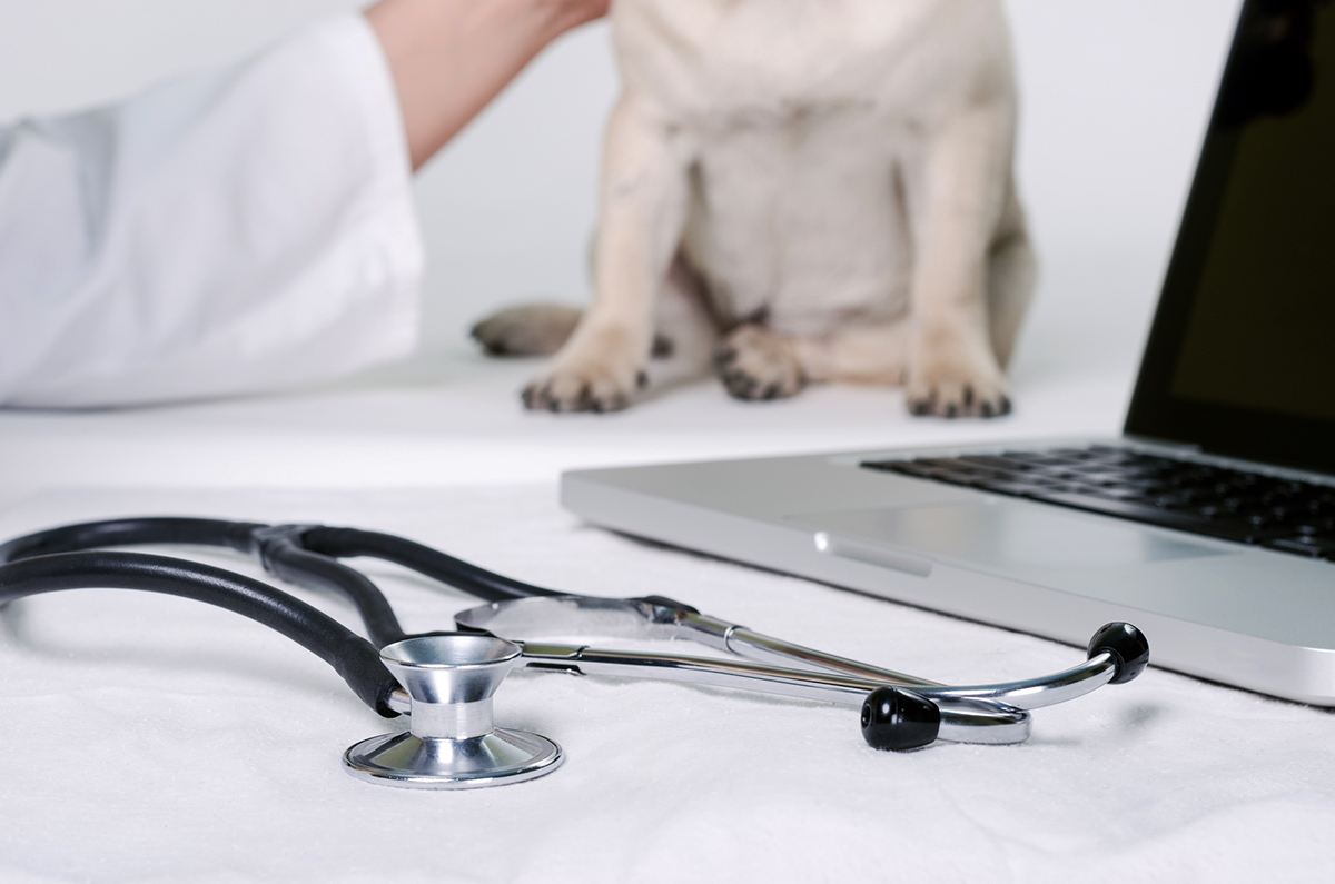 Veterinary Practice Management | Tips and Advice